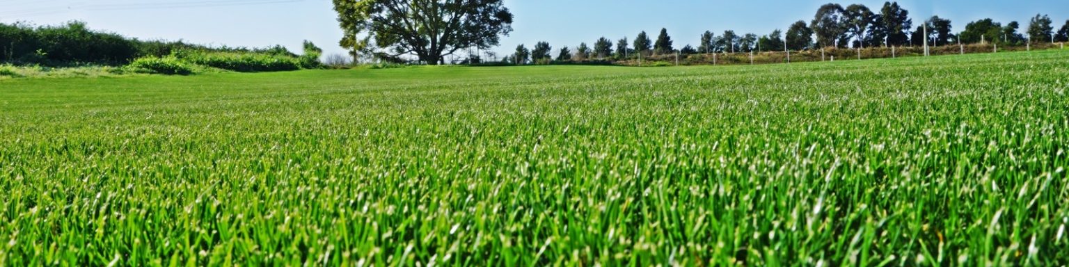 Turf Varieties - Windsor Turf Supplies