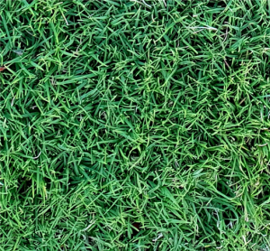 Turf Varieties - Windsor Turf Supplies