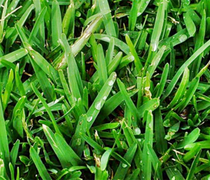 Turf Varieties - Windsor Turf Supplies
